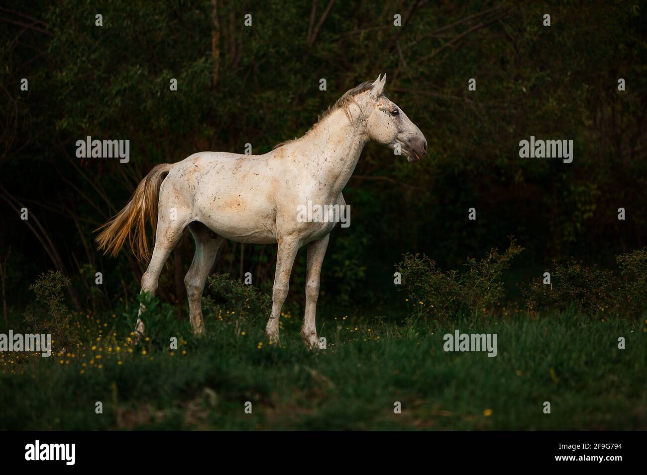 Cream colored horse hi-res stock photography and images - Alamy