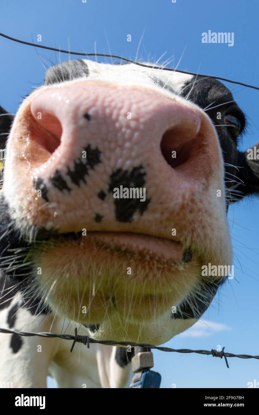 Sensor black white cow hi-res stock photography and images - Alamy