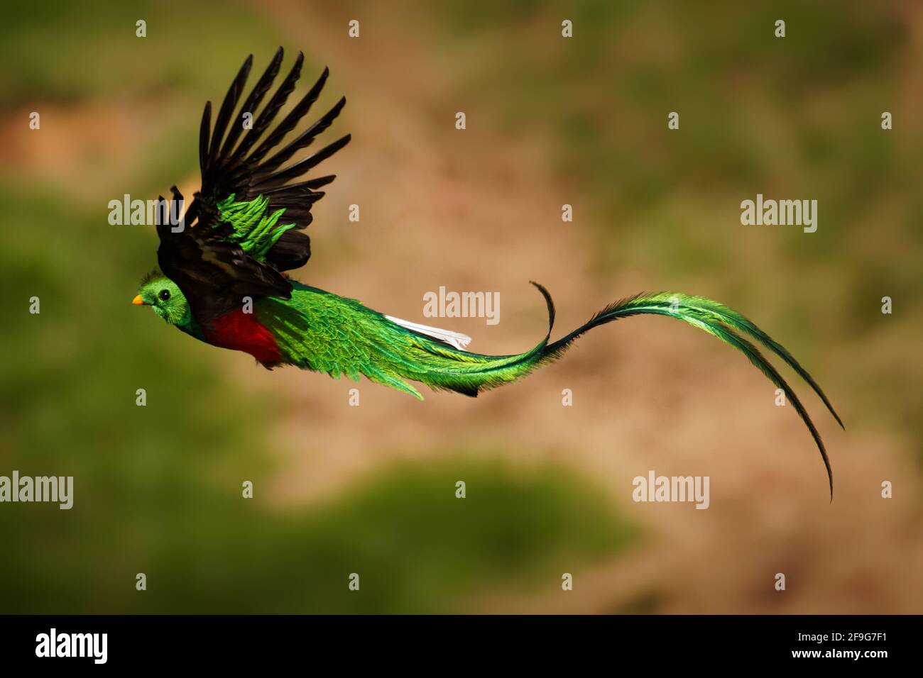Male resplendent quetzal long tail hi-res stock photography and images ...