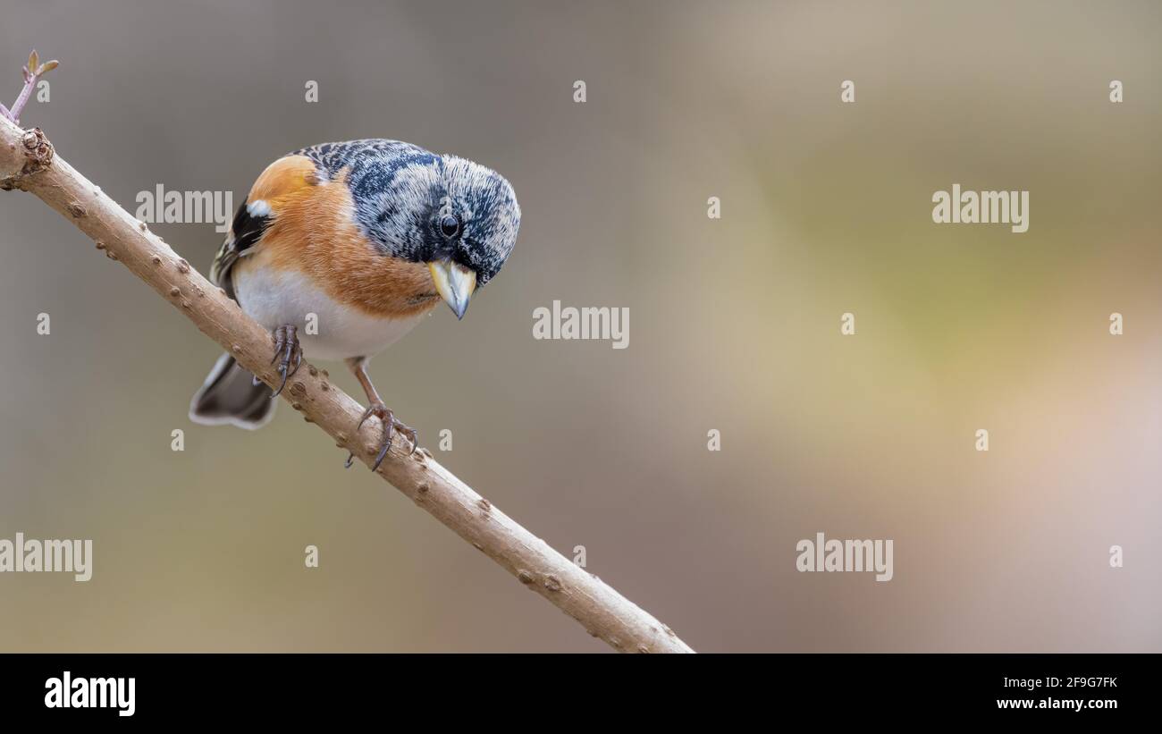 bird, natur, wild lebende tiere, tier, spatz, schnabel, wild, feather ...