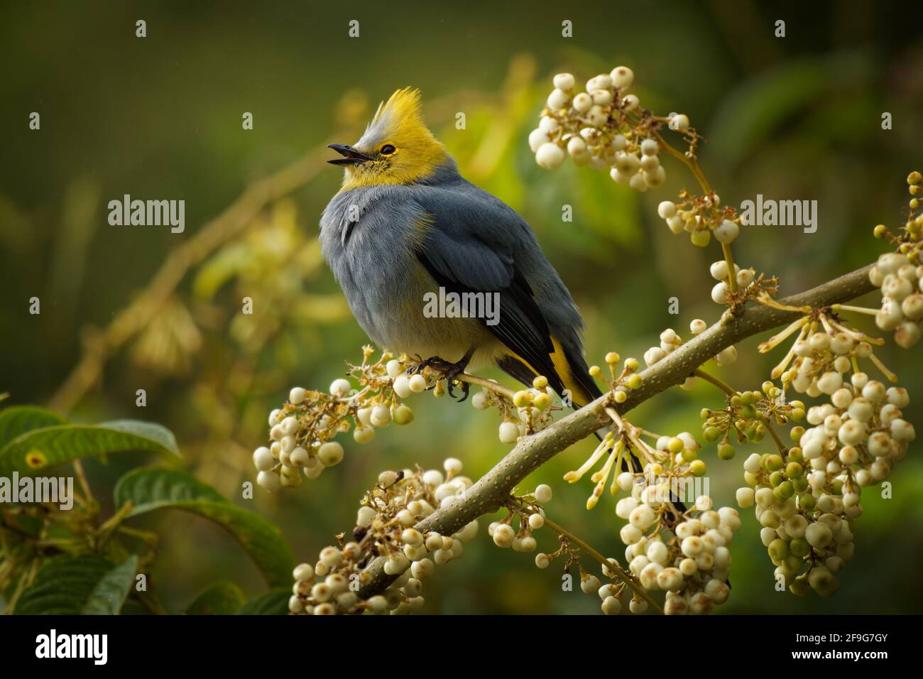 Long-tailed silky-flycatcher - Ptiliogonys caudatus passerine bird in ...