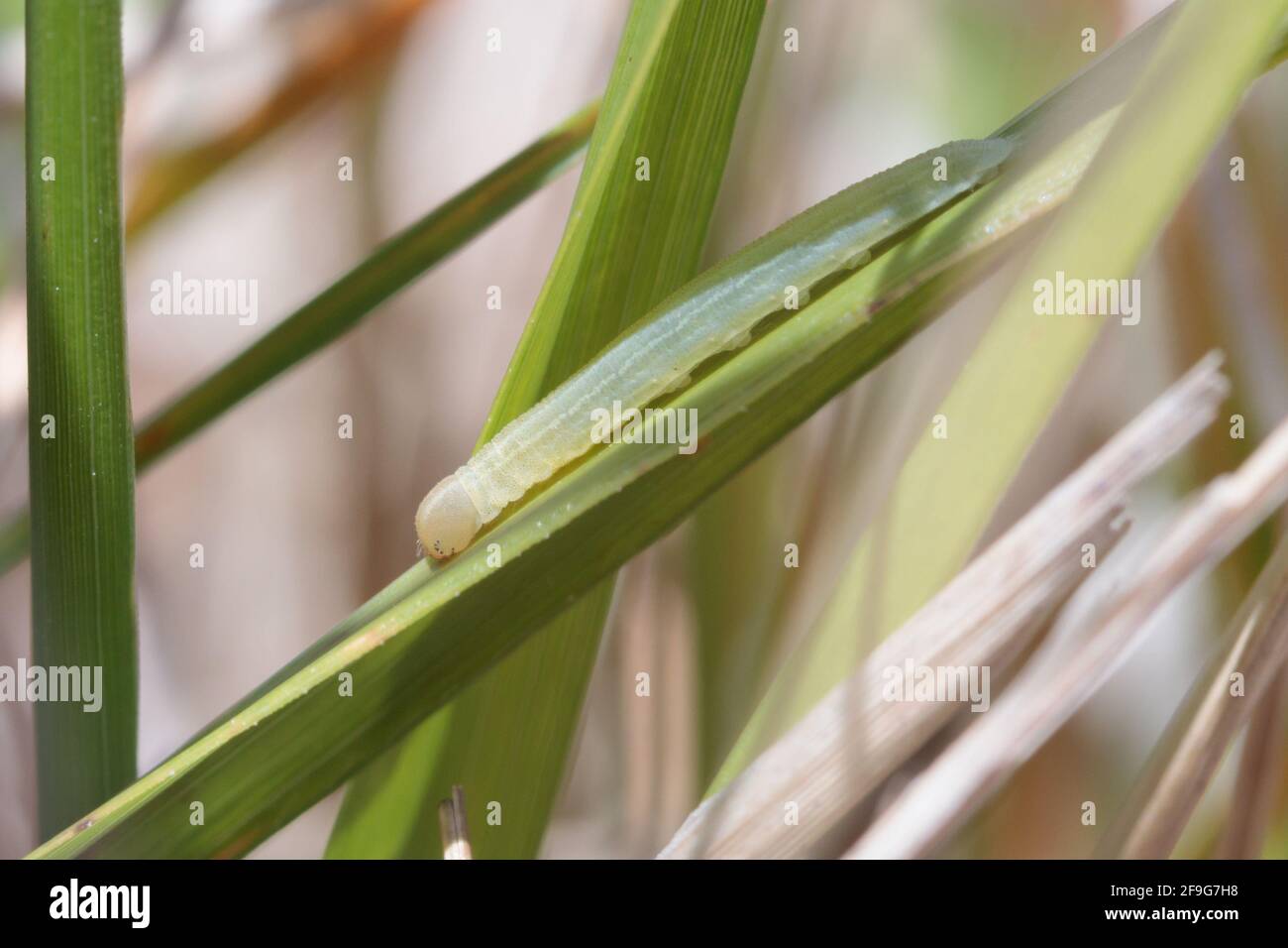Luworth skipper larva (Thymelicus acteon) on tor-grass. Dorset, UK ...