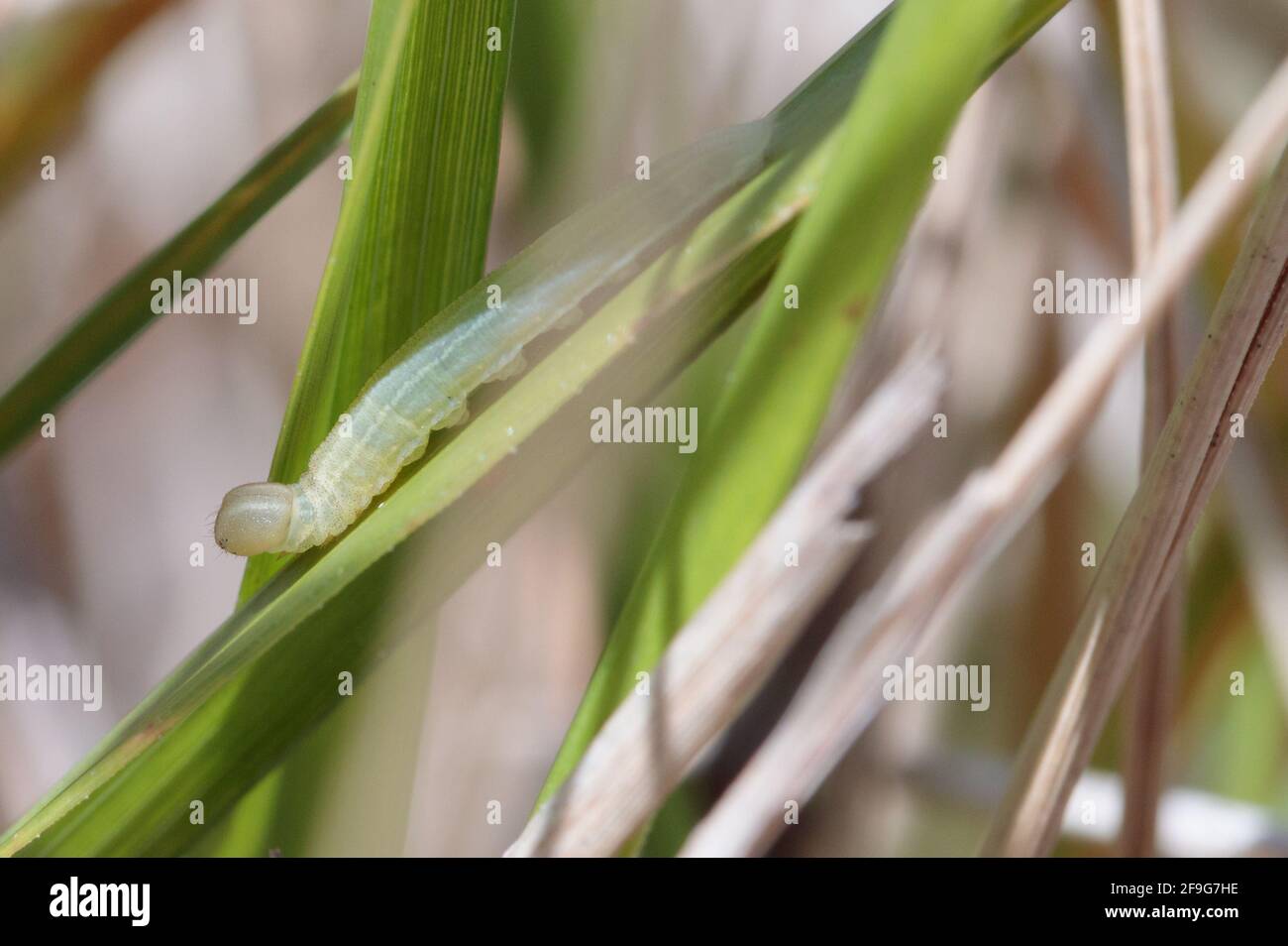 Luworth skipper larva (Thymelicus acteon) on tor-grass. Dorset, UK ...