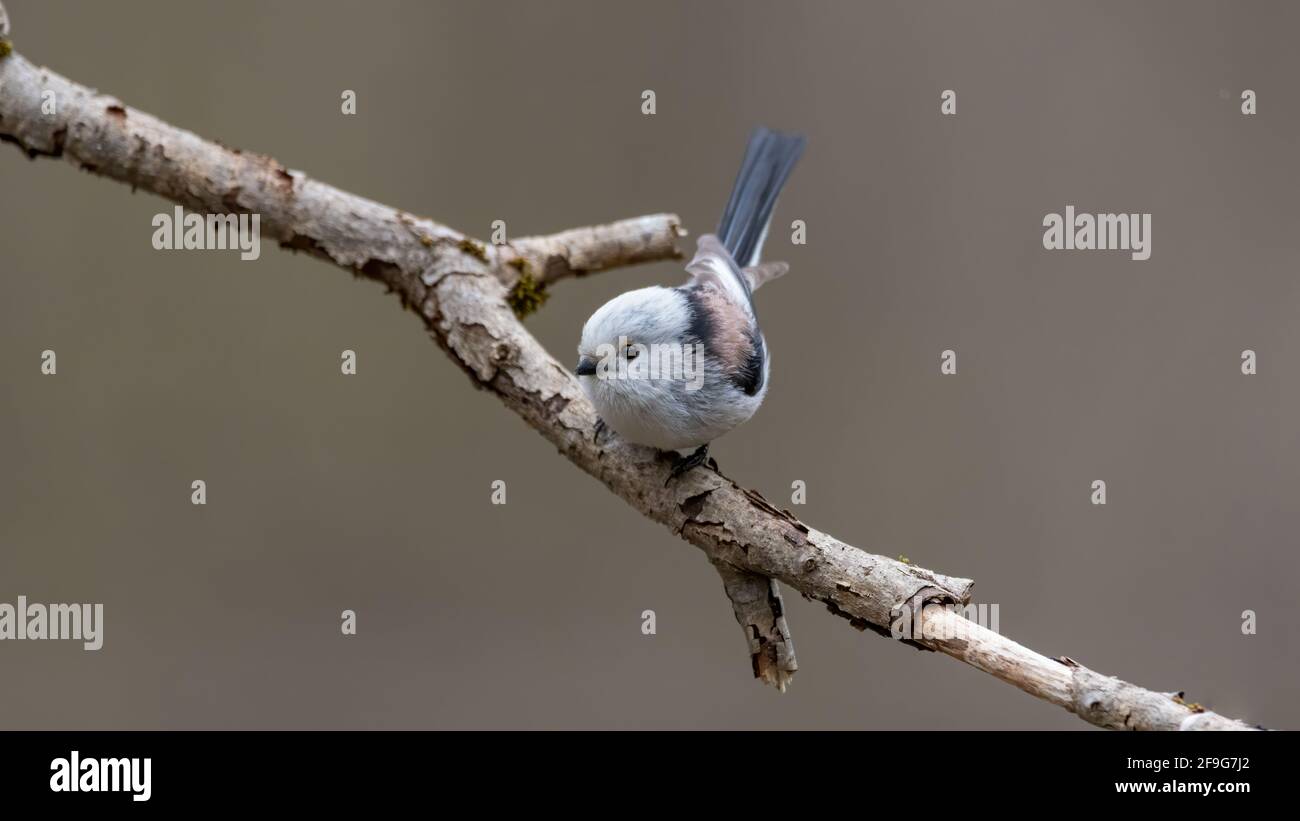 bird, natur, wild lebende tiere, tier, spatz, schnabel, wild, feather ...