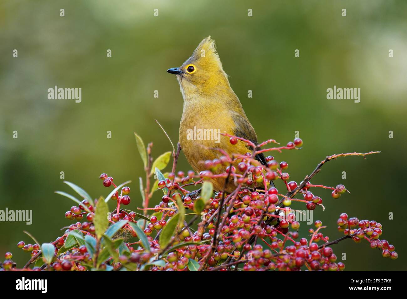 Long-tailed silky-flycatcher - Ptiliogonys caudatus passerine bird in ...