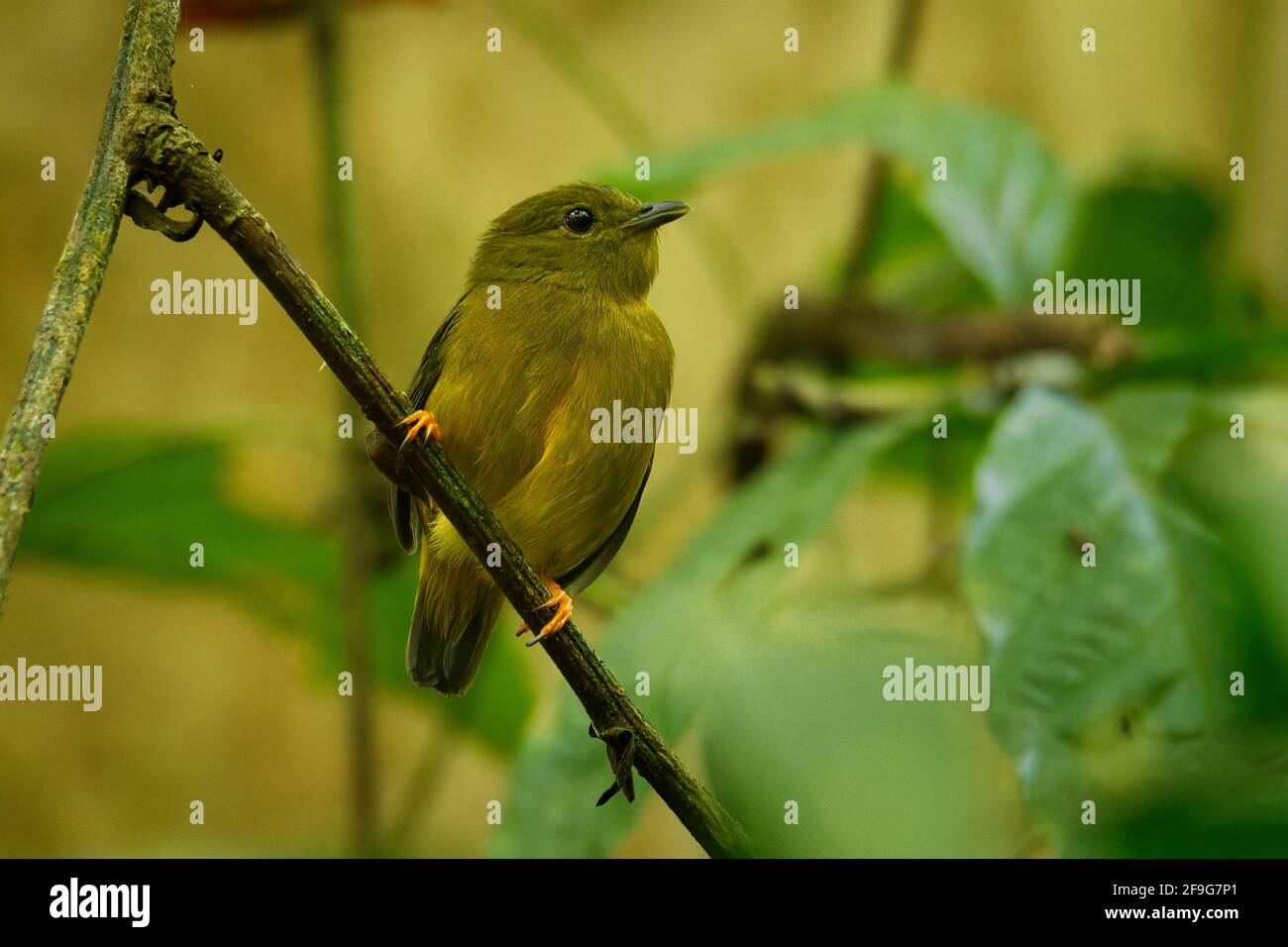 Orange-collared Manakin - Manacus aurantiacus passerine bird in the ...