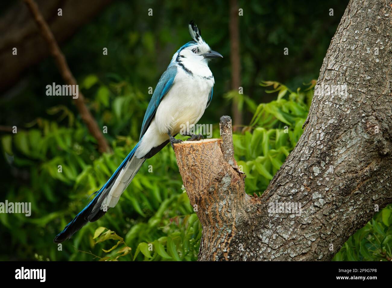 Black throated magpie jay hi-res stock photography and images - Alamy