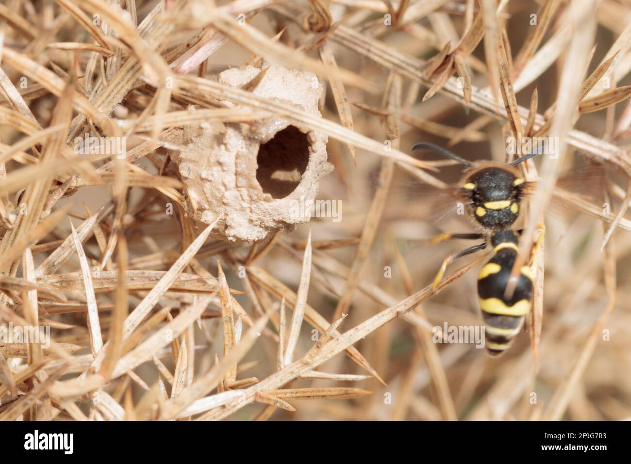 Heath potter wasp (Eumenes coarctatus) constructing clay nest pot on ...