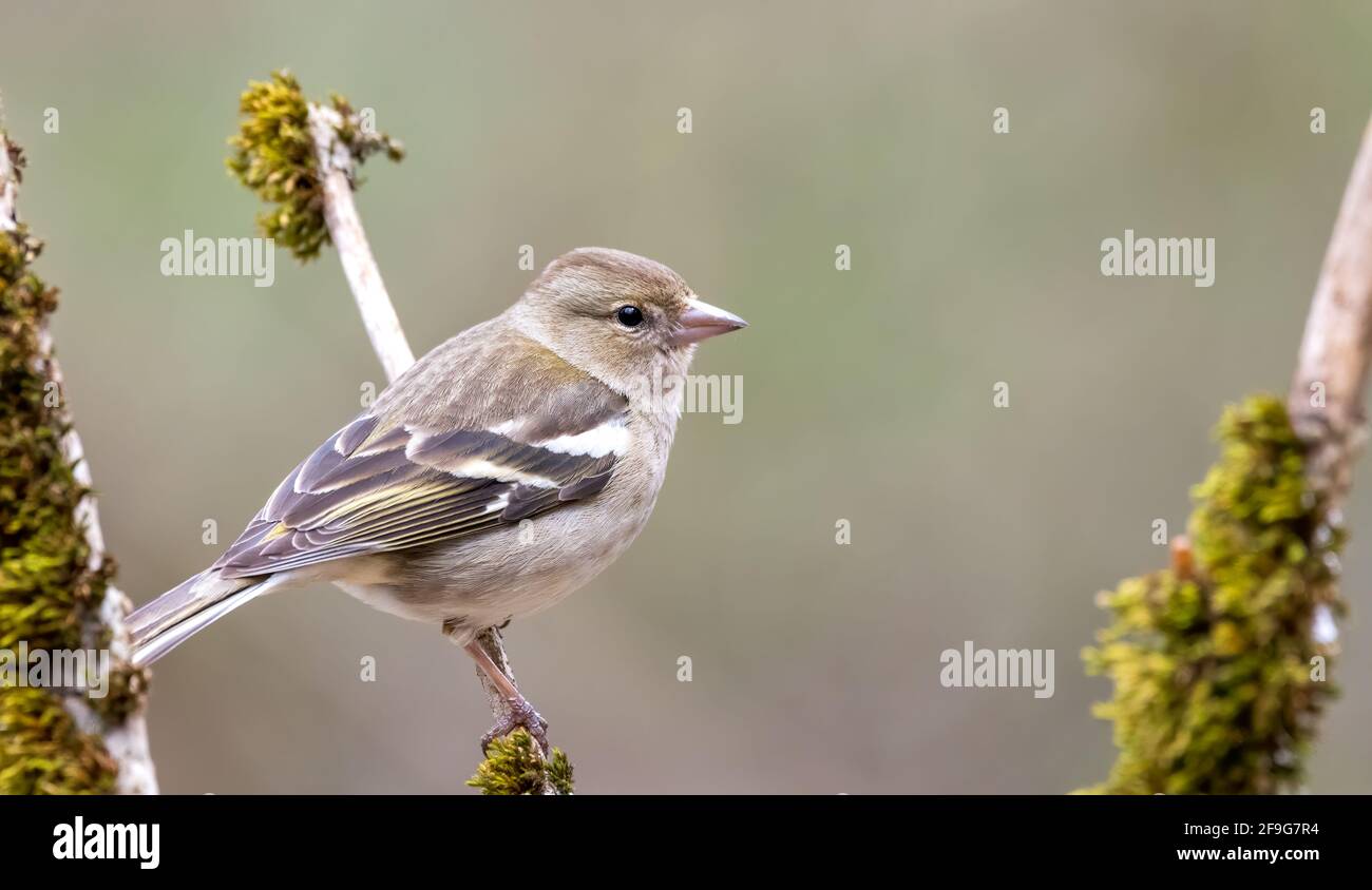 bird, natur, wild lebende tiere, tier, spatz, schnabel, wild, feather ...
