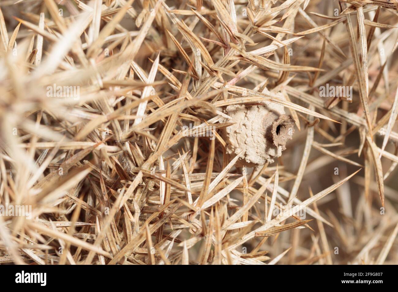 Heath potter wasp (Eumenes coarctatus) constructing clay nest pot on ...
