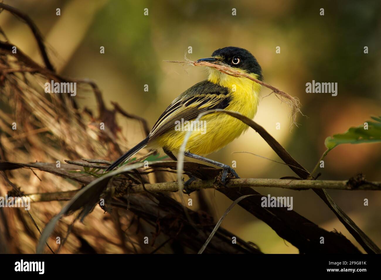 Yellow passerine hi-res stock photography and images - Alamy
