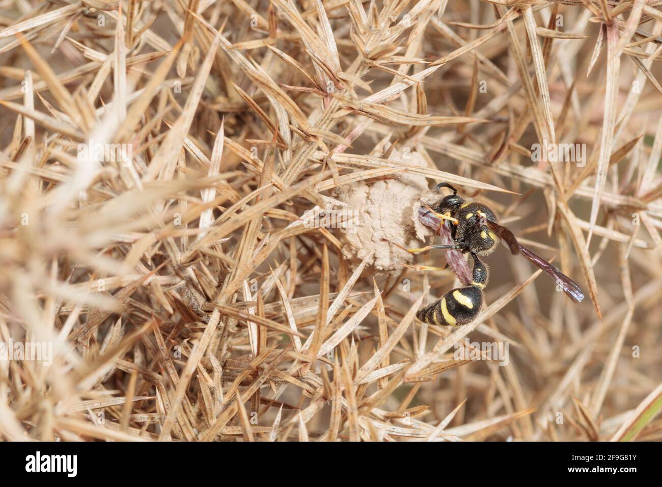 Heath potter wasp (Eumenes coarctatus) stocking nest pot with ...