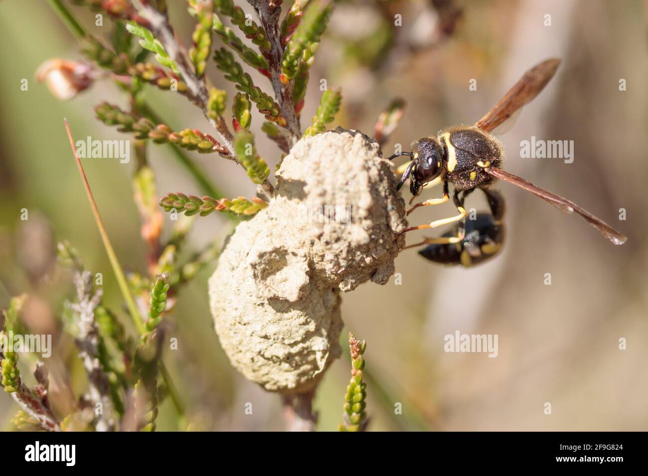 Heath potter wasp (Eumenes coarctatus) constructing clay nest pot on ...