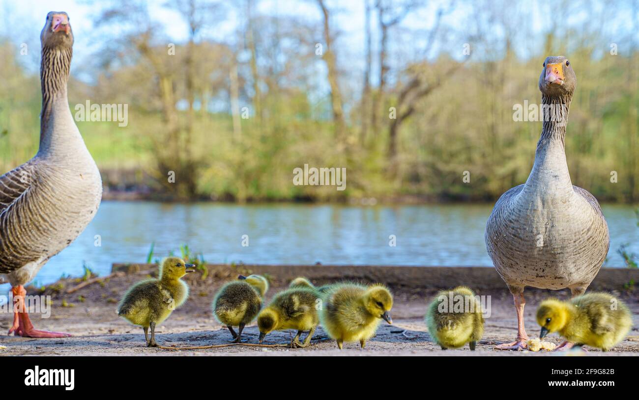 Family of duck hi-res stock photography and images - Alamy