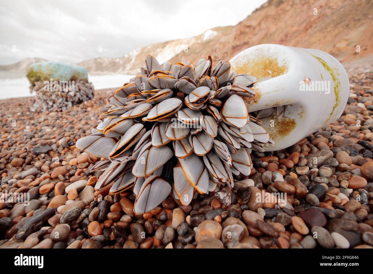 Gooseneck barnacles (Pollicipes pollicipes) on beached flotsam. Dorset ...