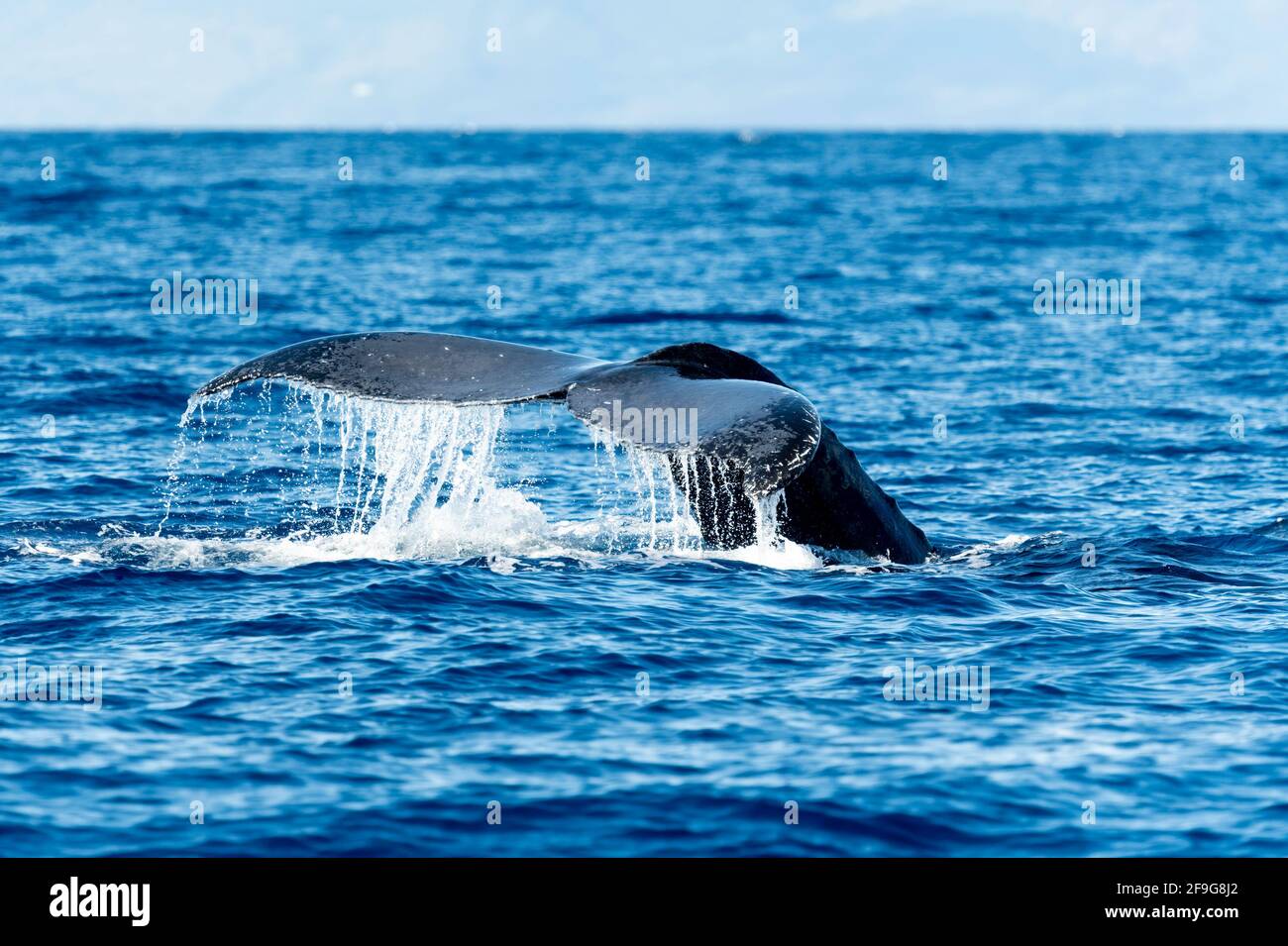 Humpback whale tail fluke hi-res stock photography and images - Alamy
