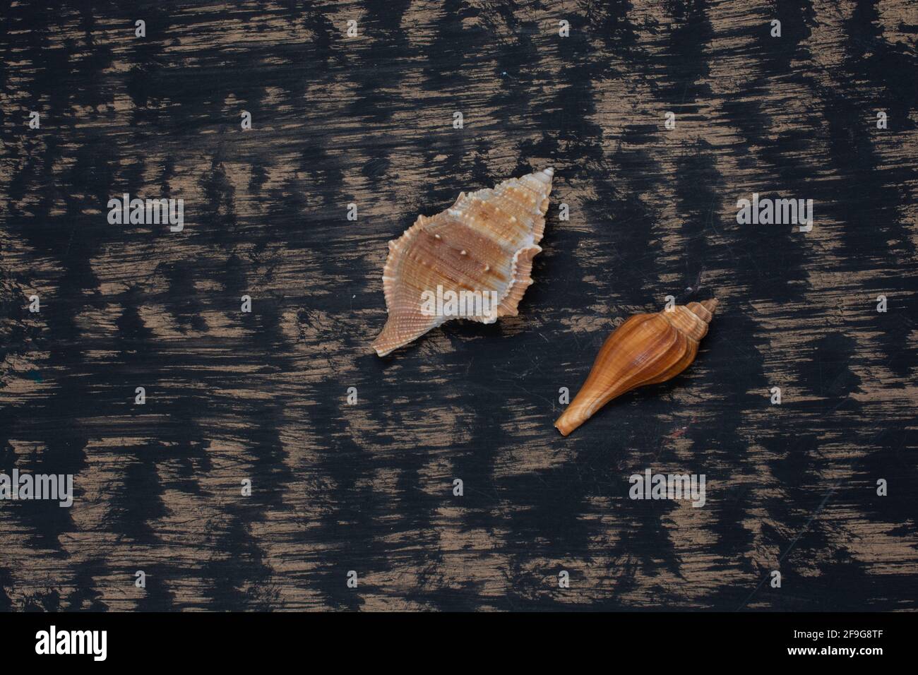 A top view of a freshwater snail shell on a textured background Stock ...