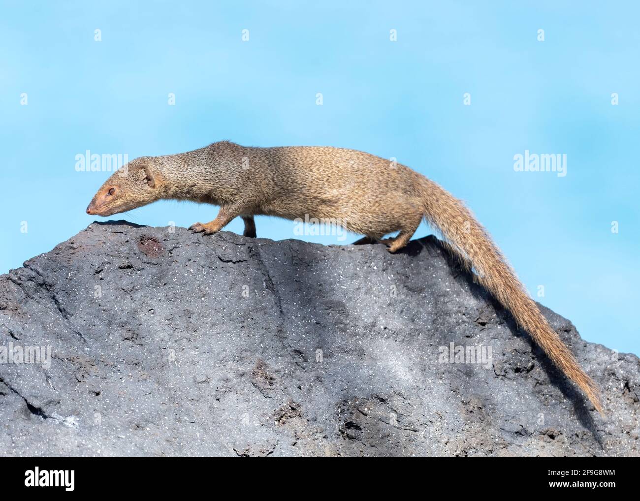 The mongooses found in Hawai'i are native to India and were originally ...
