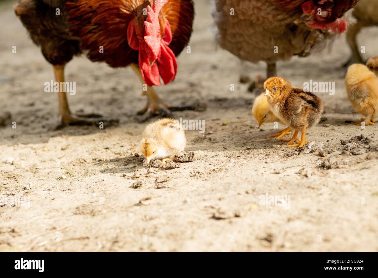 Closeup of a mother chicken with its baby chicks on the farm. Hen with ...