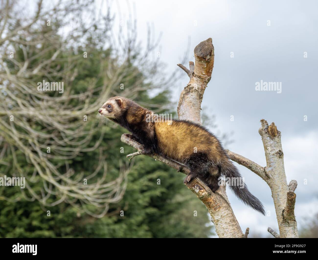 Captive polecat sitting on a branch Stock Photo - Alamy