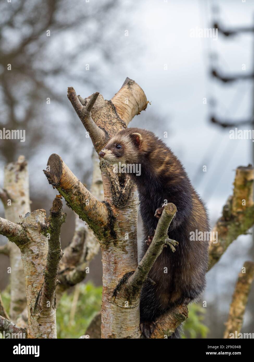 Polecat sitting hi-res stock photography and images - Alamy