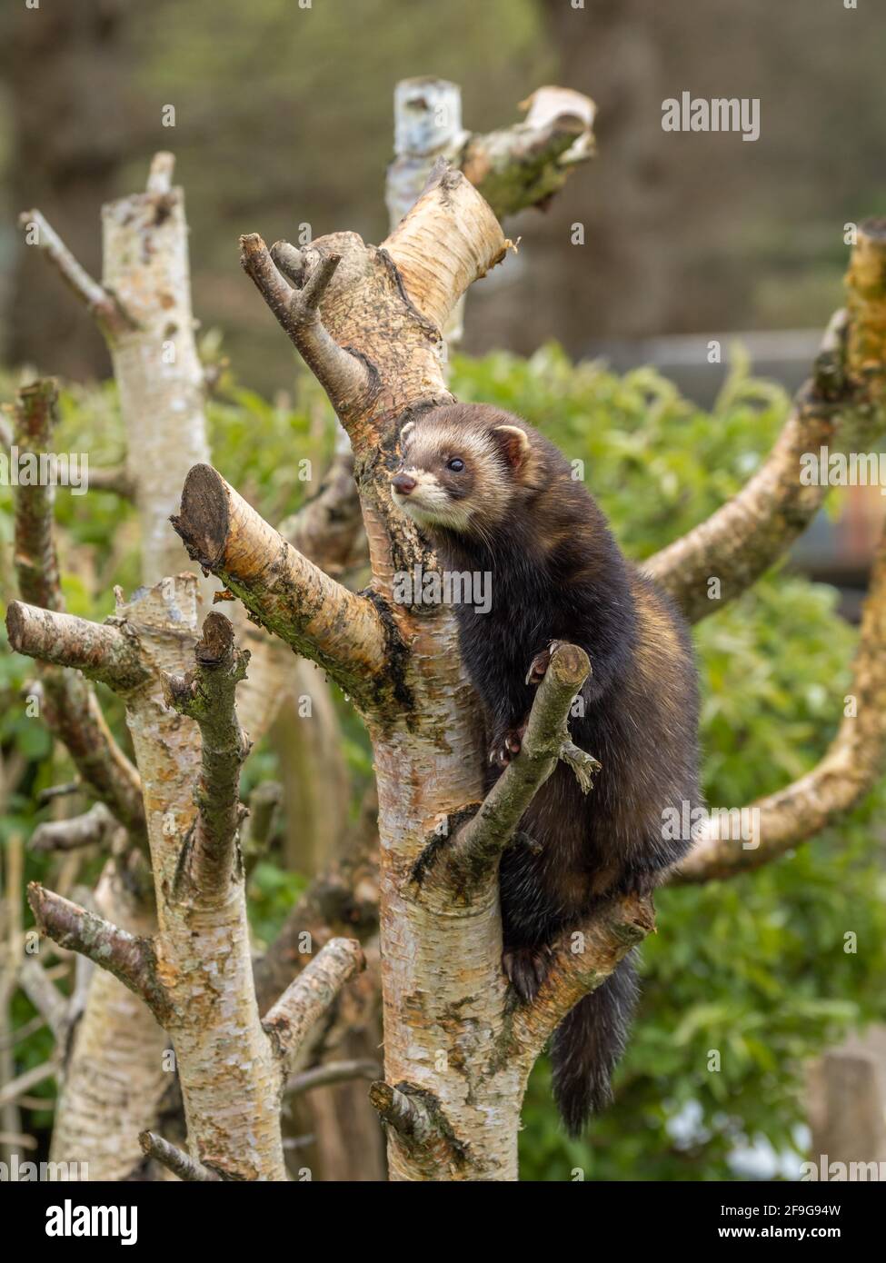 Captive polecat sitting on a branch Stock Photo - Alamy