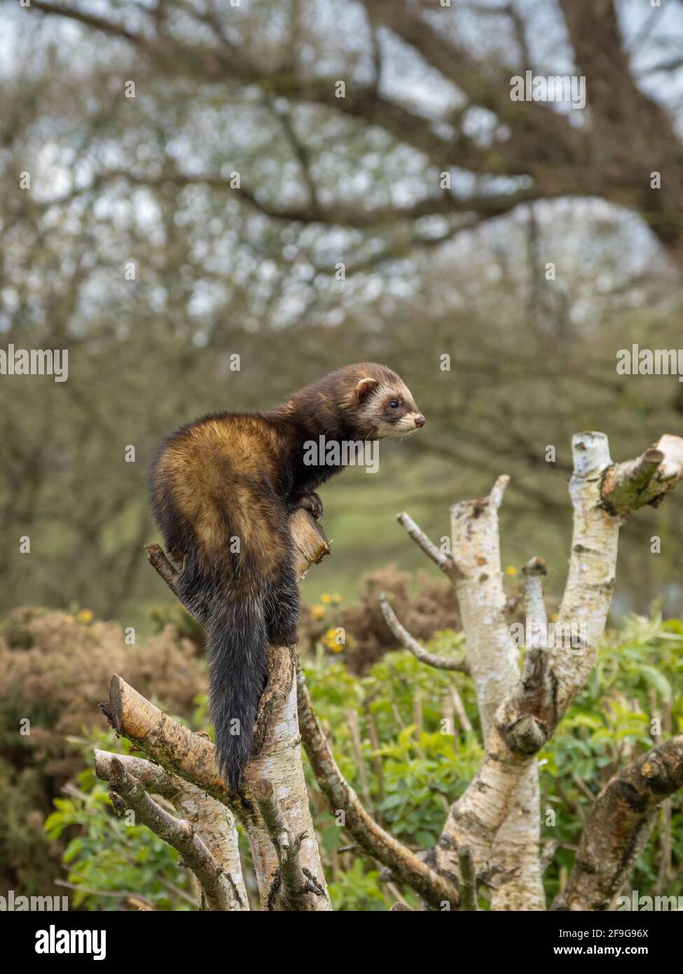 Captive polecat sitting on a branch Stock Photo - Alamy