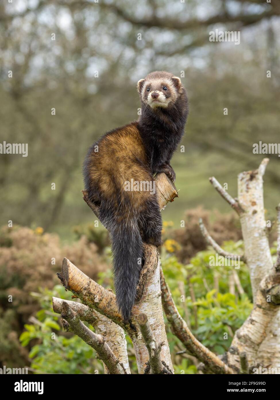 Captive polecat sitting on a branch Stock Photo - Alamy