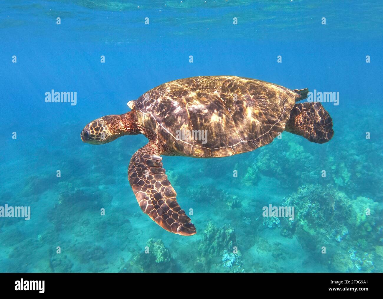 Endangered Green Sea Turtle (Chelonia mydas) Maui, Hawaii Stock Photo ...