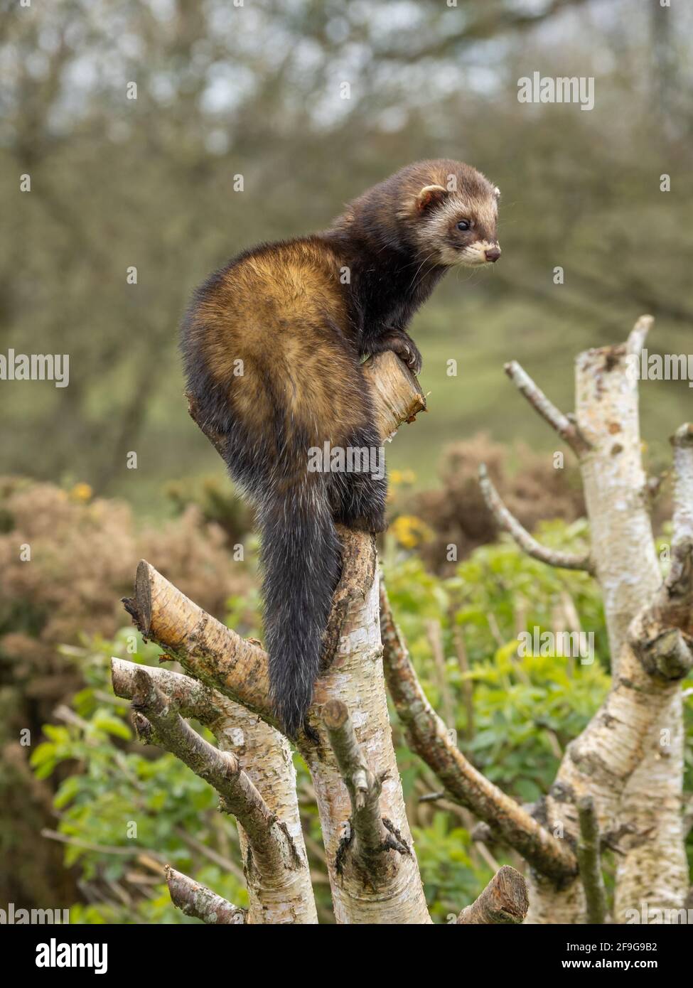 Captive polecat sitting on a branch Stock Photo - Alamy