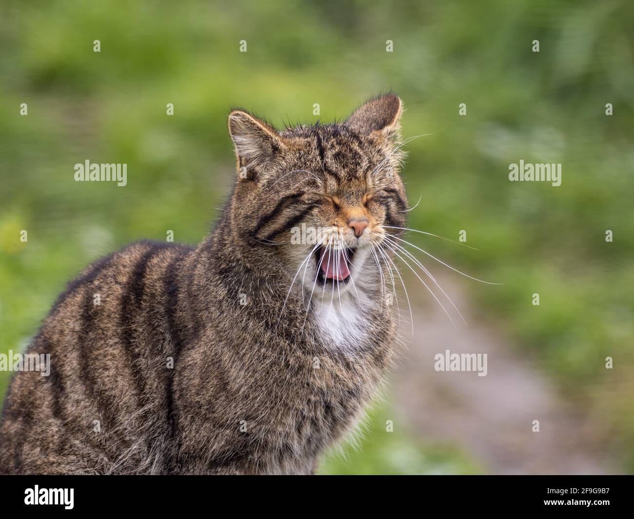 Scotish Wildcat Yawning Stock Photo - Alamy