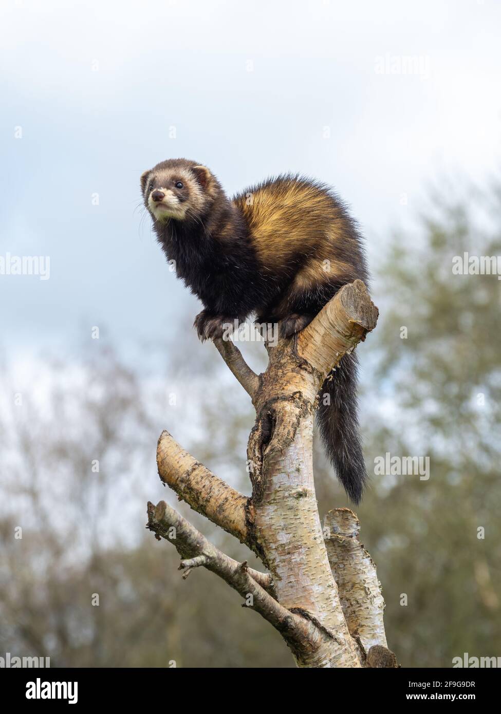 Captive polecat sitting on a branch Stock Photo - Alamy