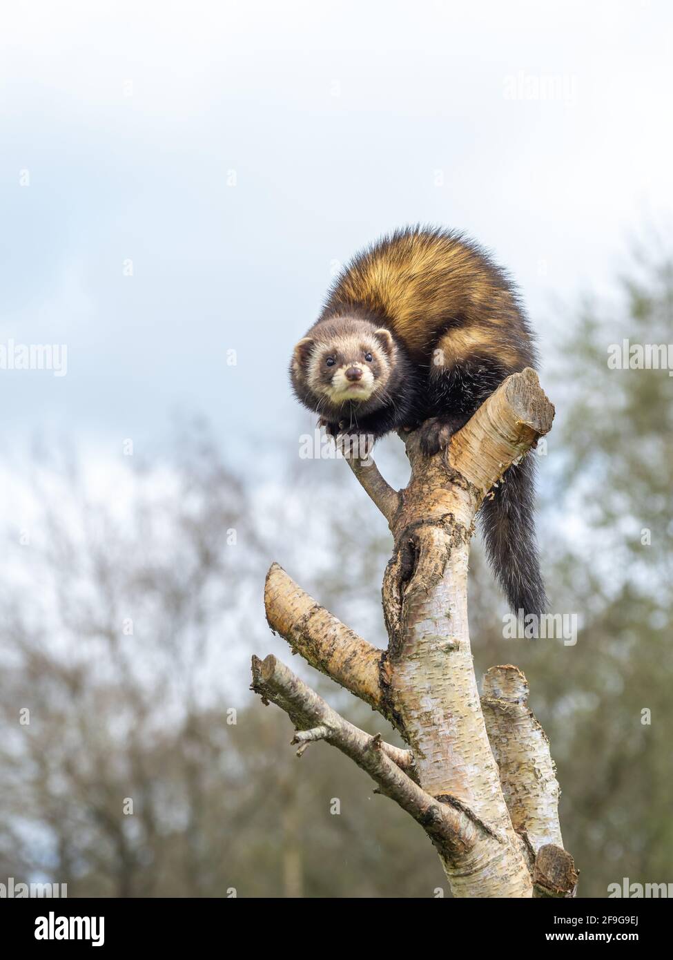 Captive polecat sitting on a branch Stock Photo - Alamy