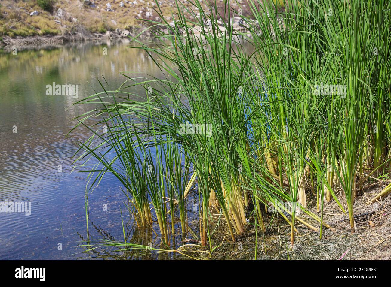 Wetland vegetation La Sauceda Hermosillo, Mexico ... lake (© Photo ...