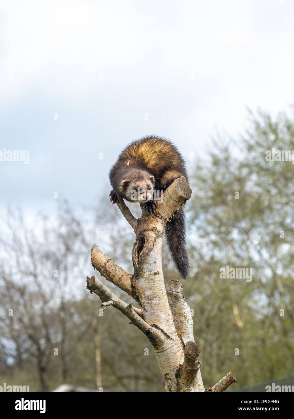 Captive polecat sitting on a branch Stock Photo - Alamy