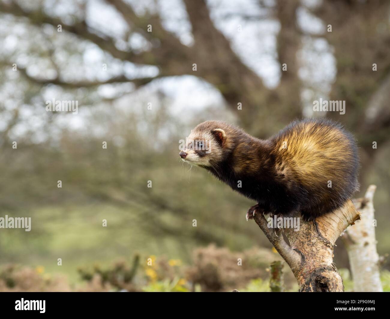 Captive polecat sitting on a branch Stock Photo - Alamy