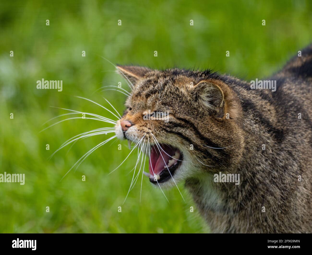 Scotish wildcat hi-res stock photography and images - Alamy