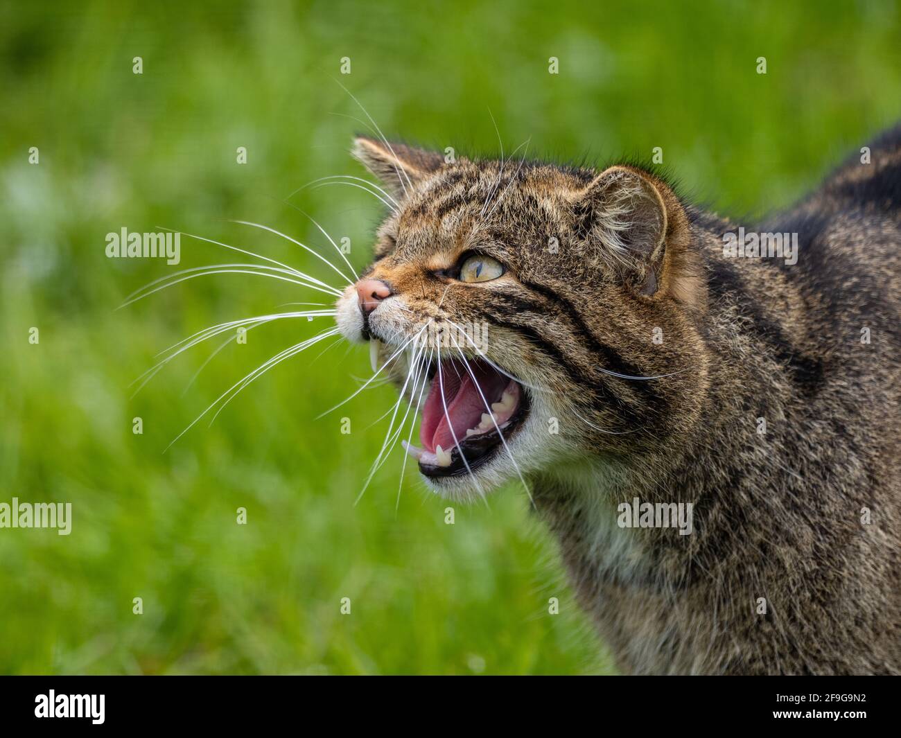 Scotish wildcat hi-res stock photography and images - Alamy