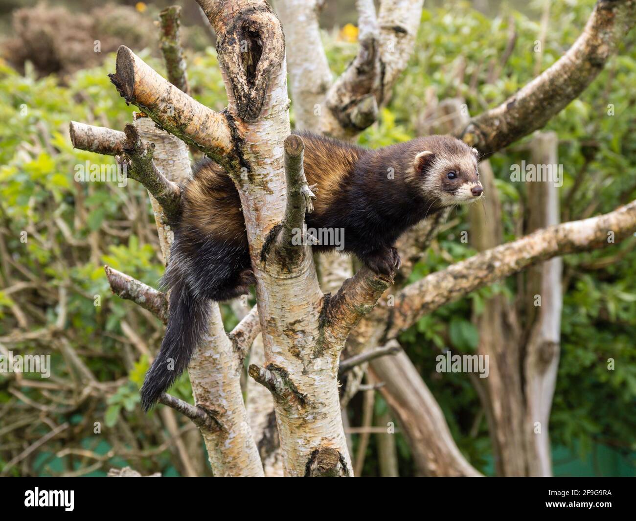 Captive polecat sitting on a branch Stock Photo - Alamy