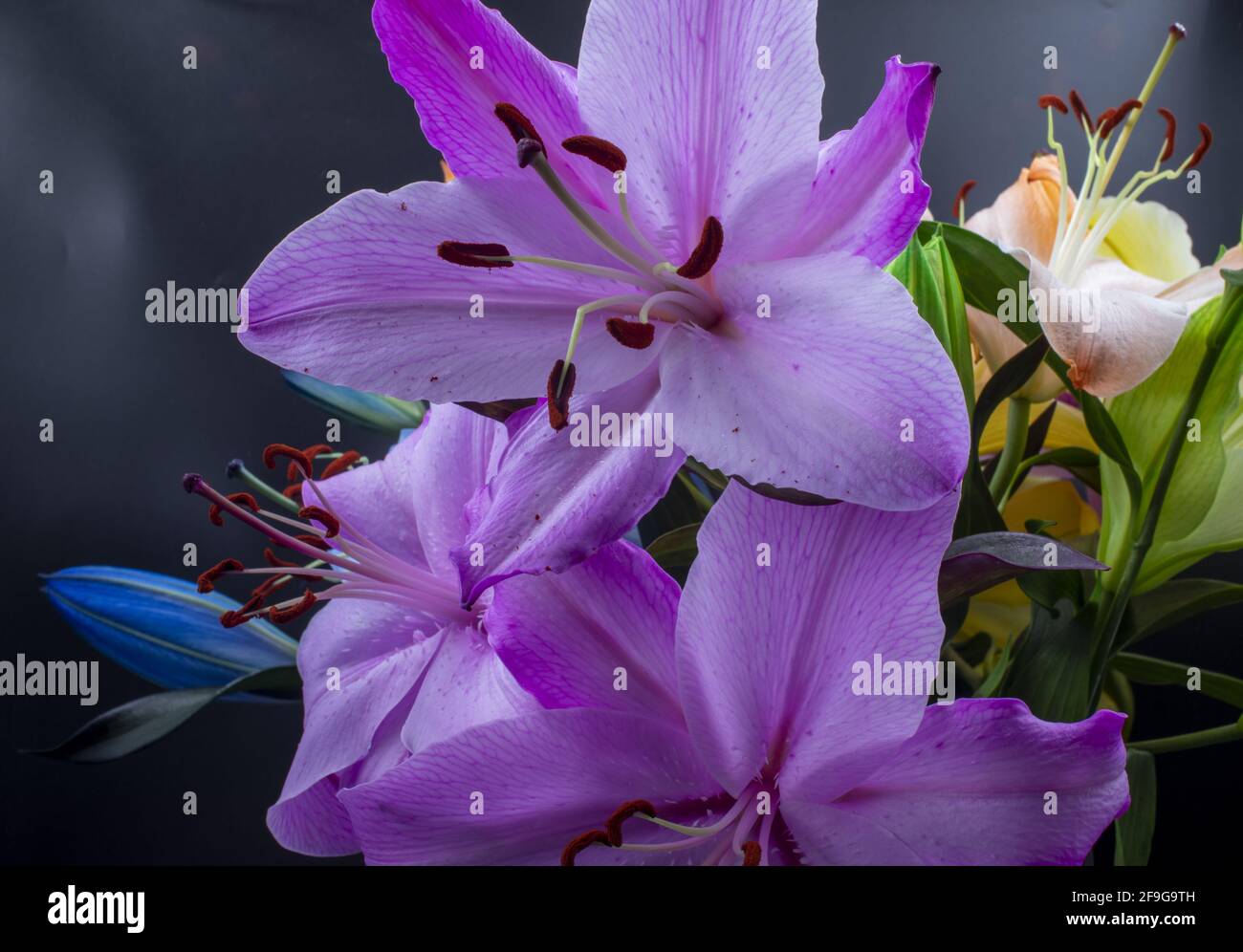 A closeup shot of colorful stargazer flowers isolated on dark ...