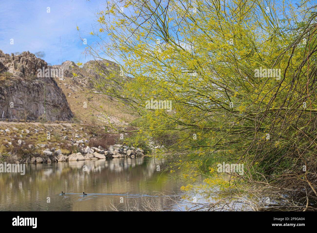 Landscape of the wetland of La Sauceda Hermosillo, Mexico ... lake ...
