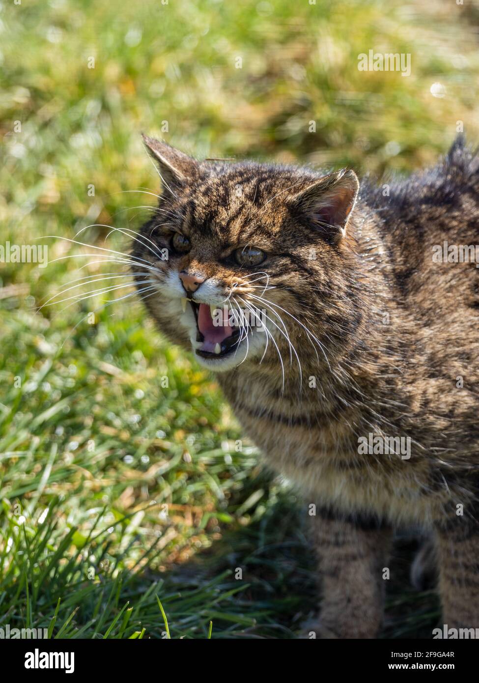 Scottish wildcat growling hi-res stock photography and images - Alamy