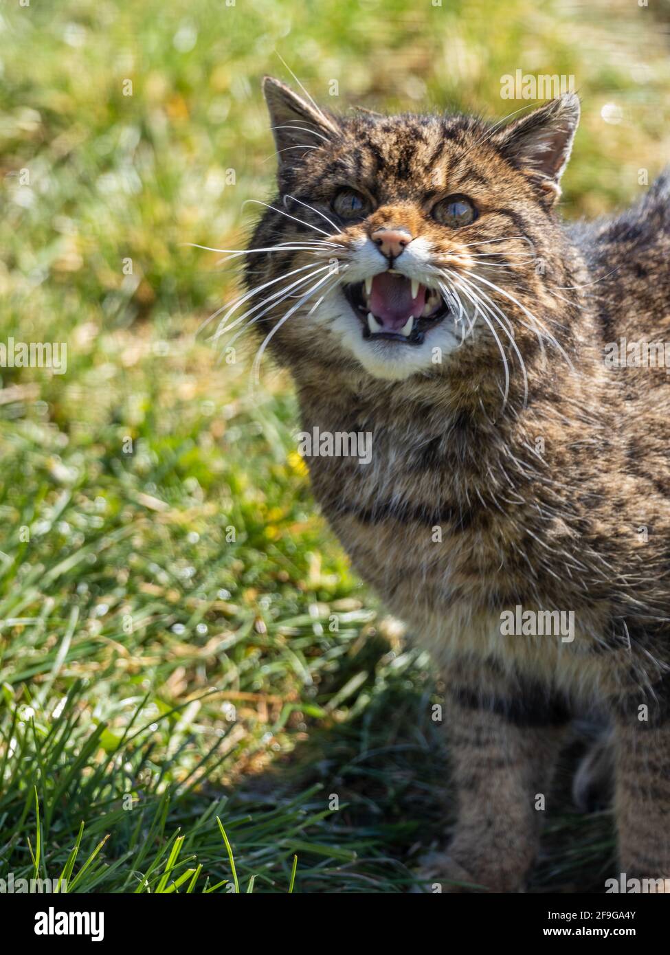 Scotish Wildcat Growling Stock Photo - Alamy