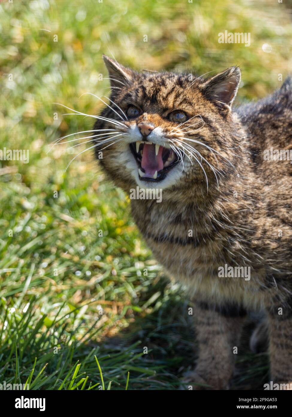 Scottish wildcat growling hi-res stock photography and images - Alamy