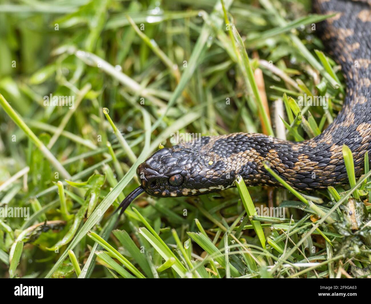 Close-up of Adder with its Tongue out Stock Photo - Alamy