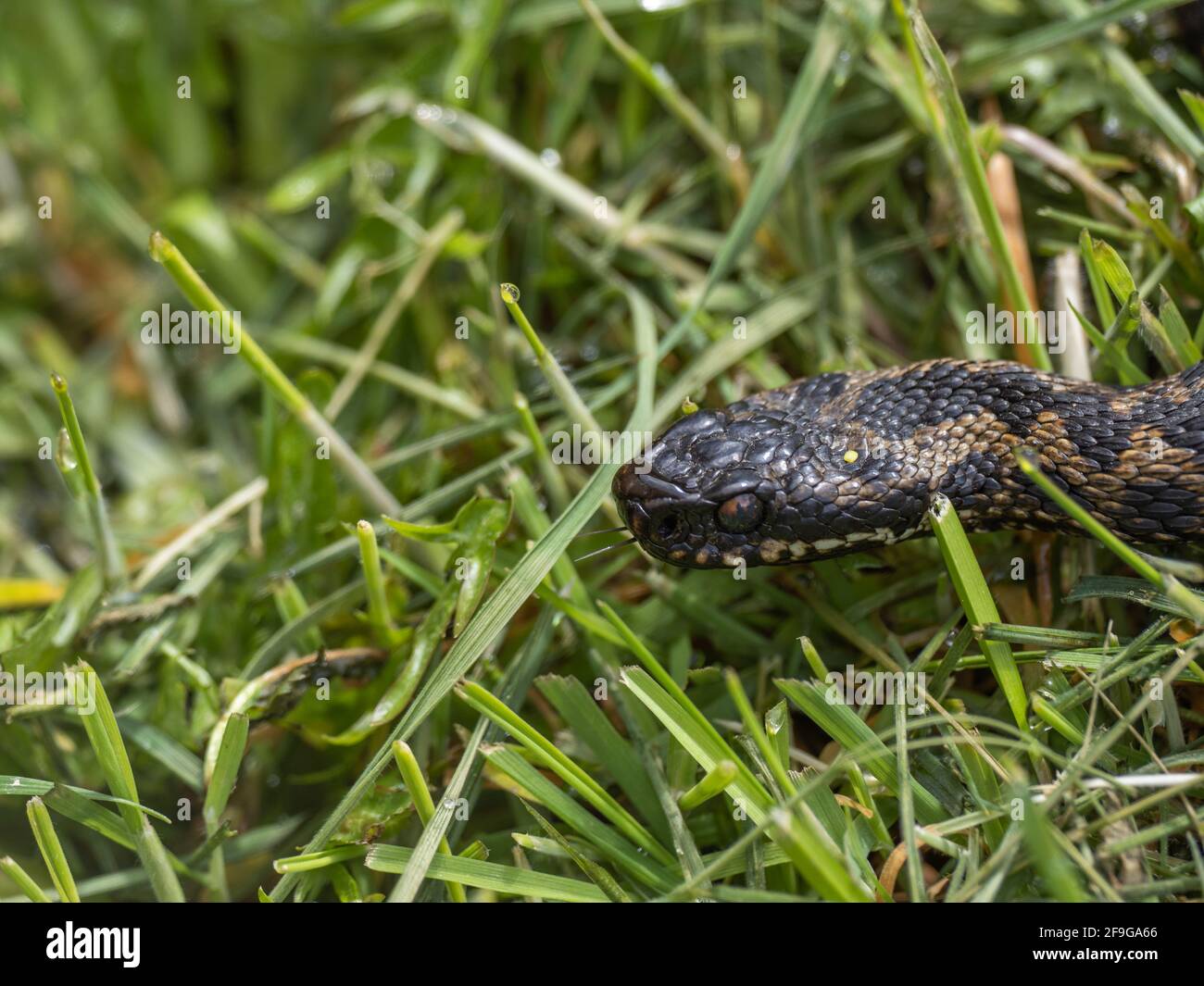 Close-up of Adder with its Tongue out Stock Photo - Alamy