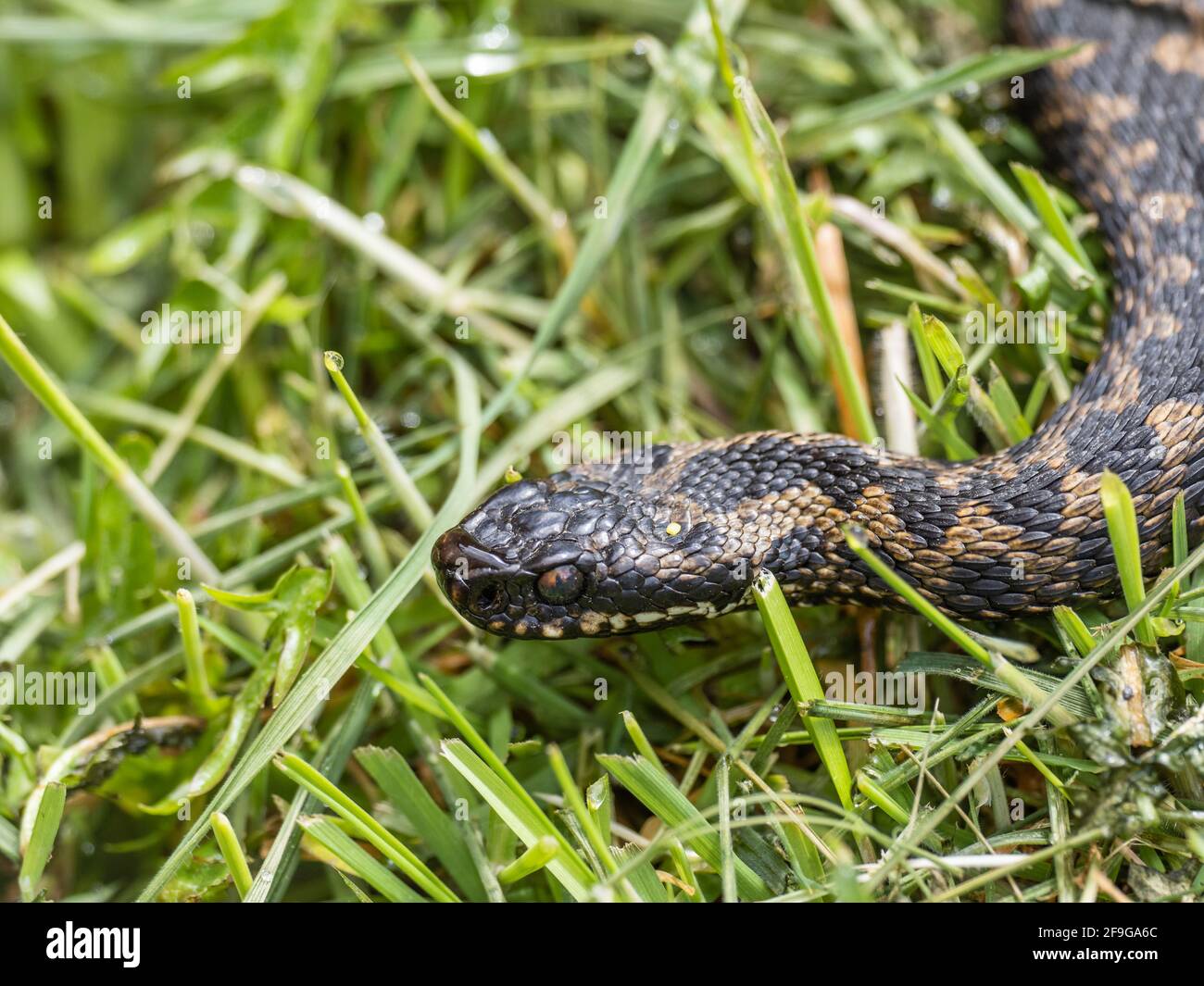 Close-up of Adder Snake Stock Photo - Alamy