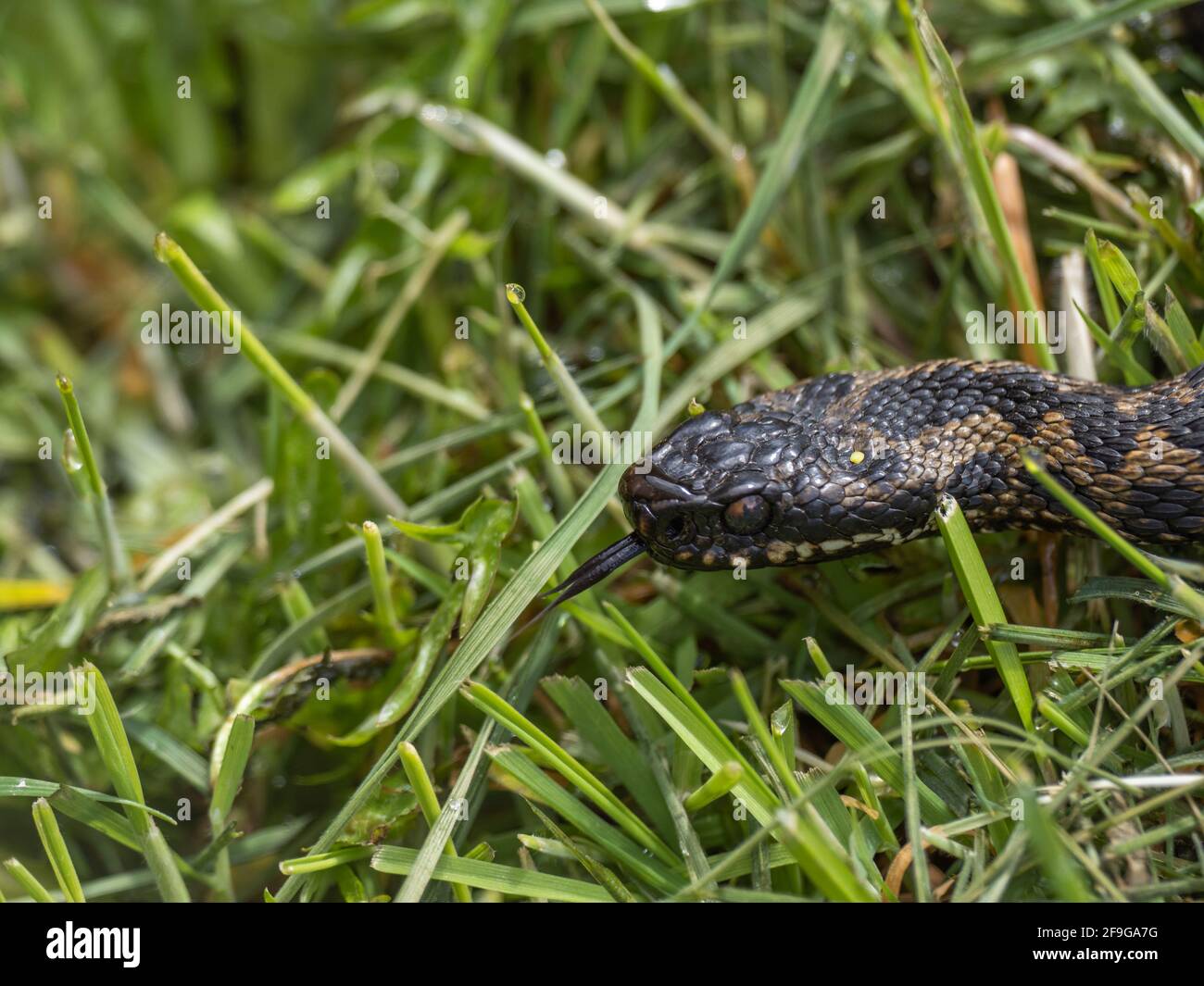 Close-up of Adder with its Tongue out Stock Photo - Alamy
