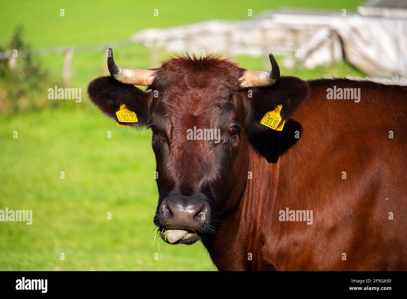 Grazing bull agriculture farm animals cattle cows portrait black white ...