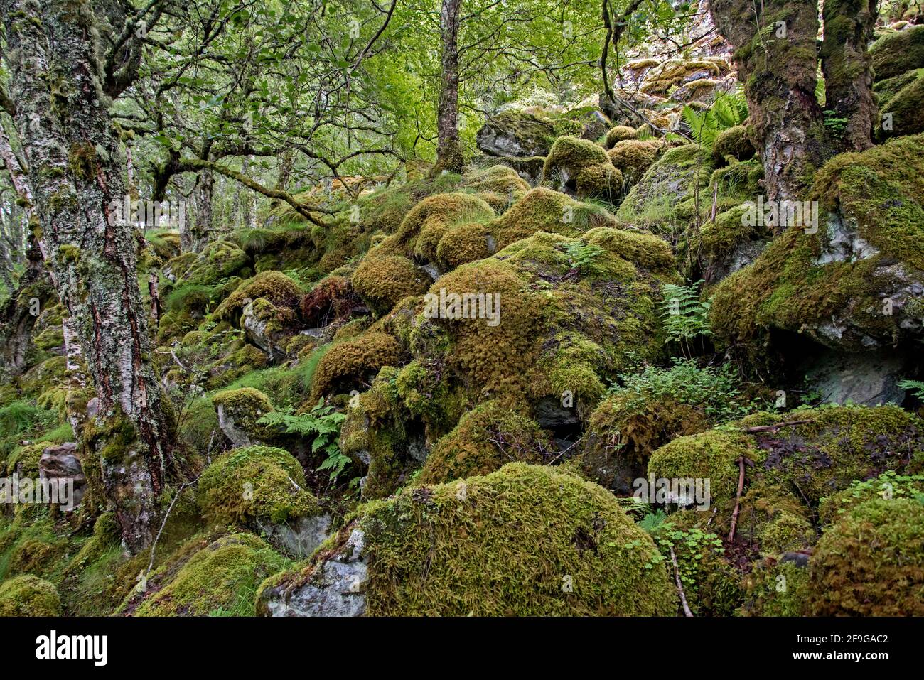 Pocket of Scottish rainforest next to Loch Gynack near Kingussie in ...